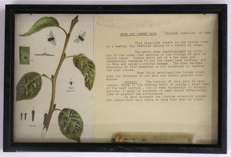 Display - Destructive Insect, Pear & Cherry Slug, Victoria, circa 1970
