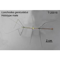 Lonchodes geniculatus Gray, 1935