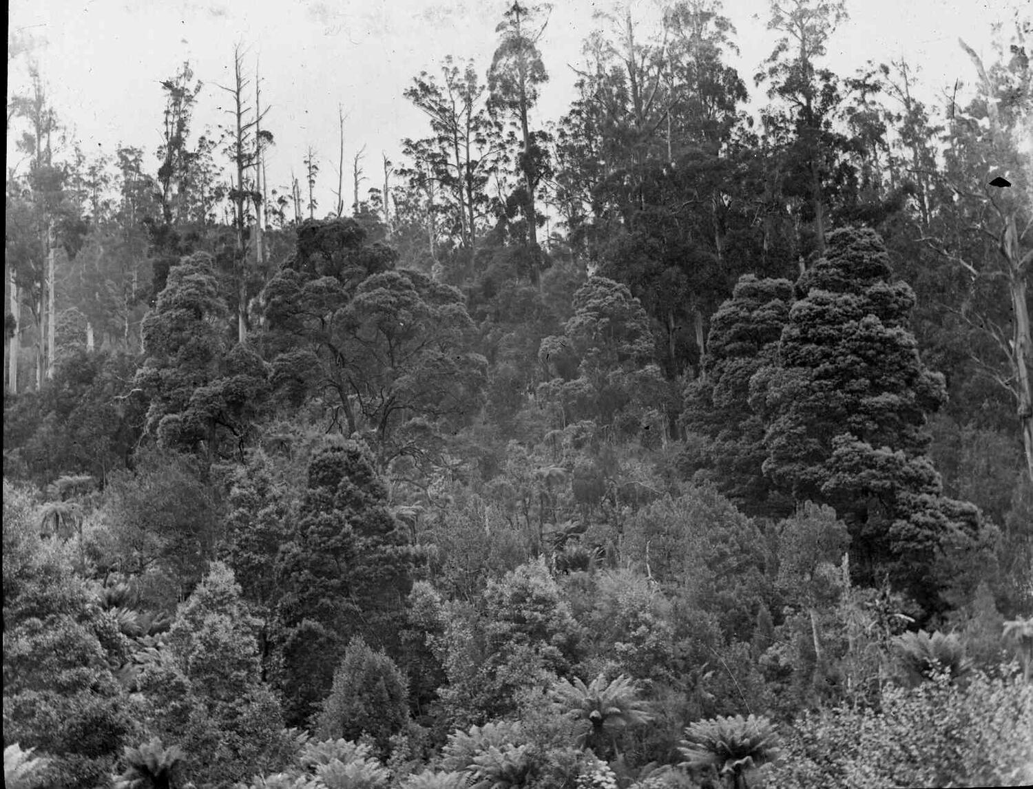 Lantern Slide - Forest, Australia, 1900