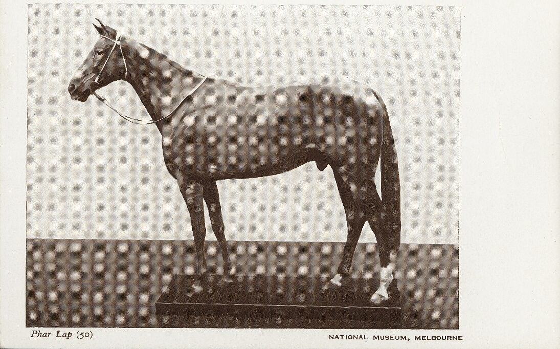 Postcard - Phar Lap, National Museum of Victoria, 1930s