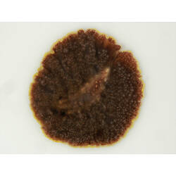 Cycloporus australis Prudhoe, 1982