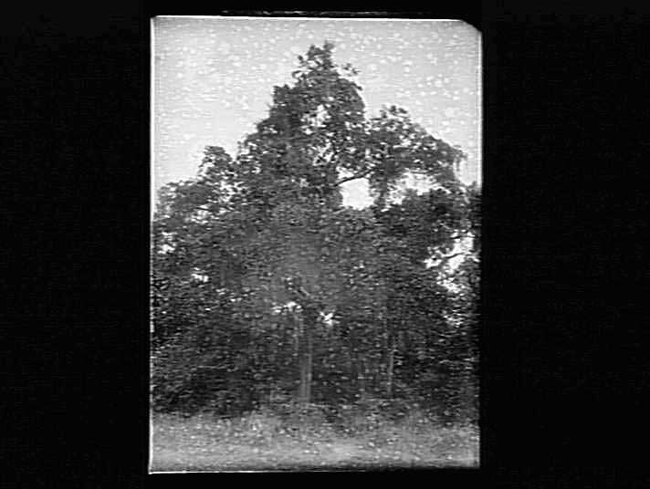 Glass Negative - Forest, by A.J. Campbell, Bellenden (?), Queensland ...
