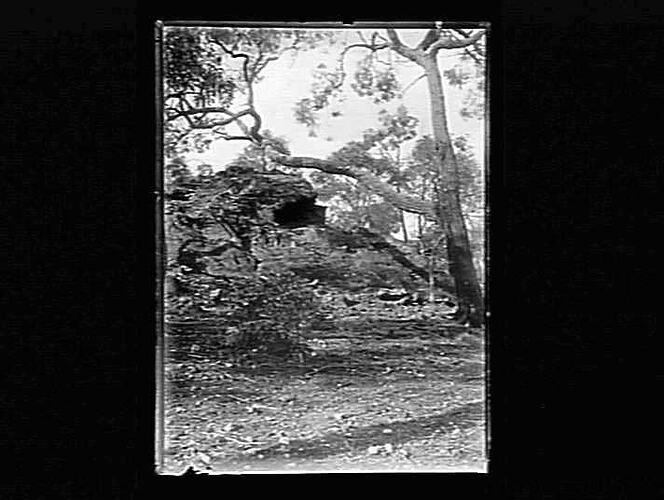 Glass Negative - Forest, by A.J. Campbell, Gippsland South , Victoria ...