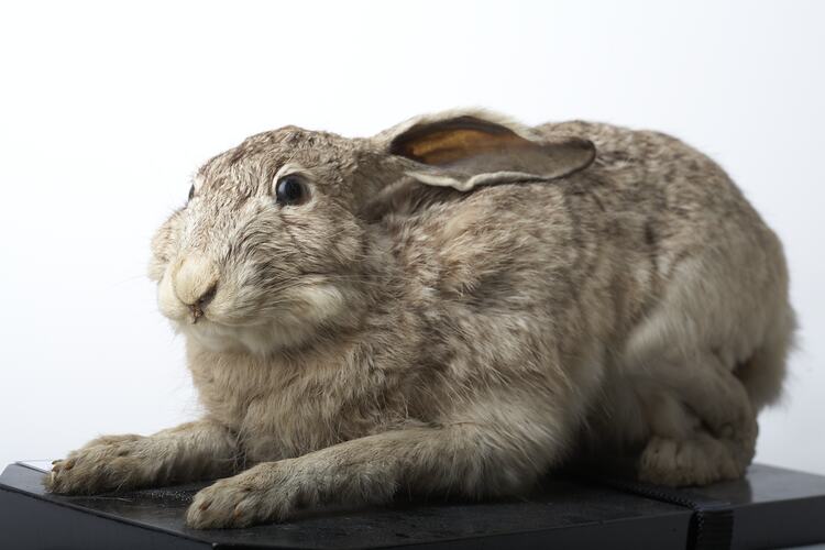 Lepus callotis