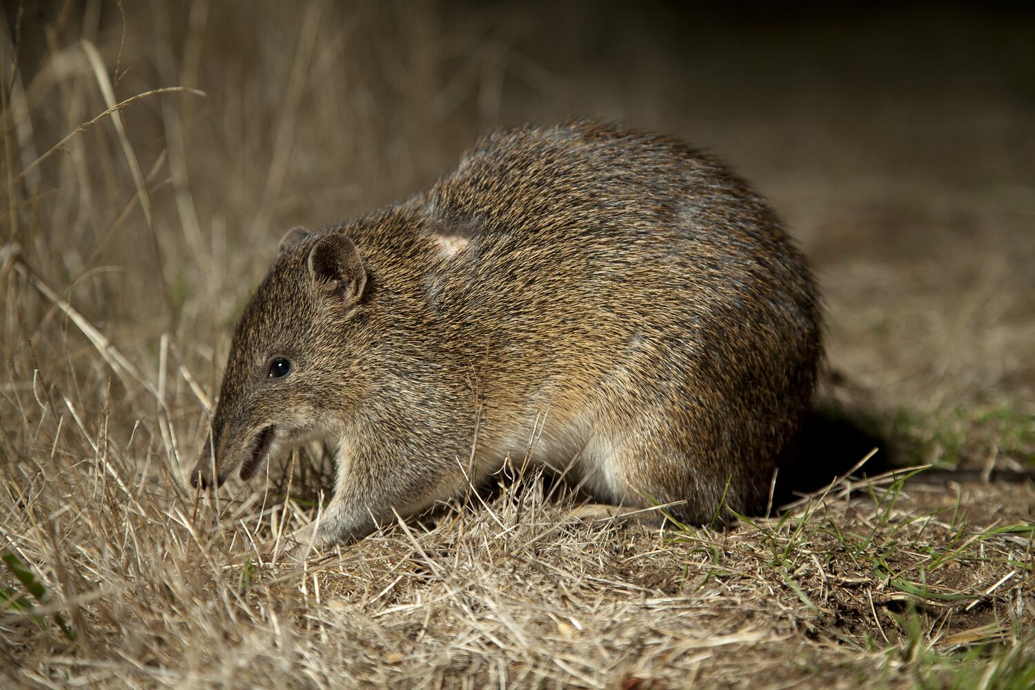 Isoodon obesulus (Shaw, 1797), Southern Brown Bandicoot