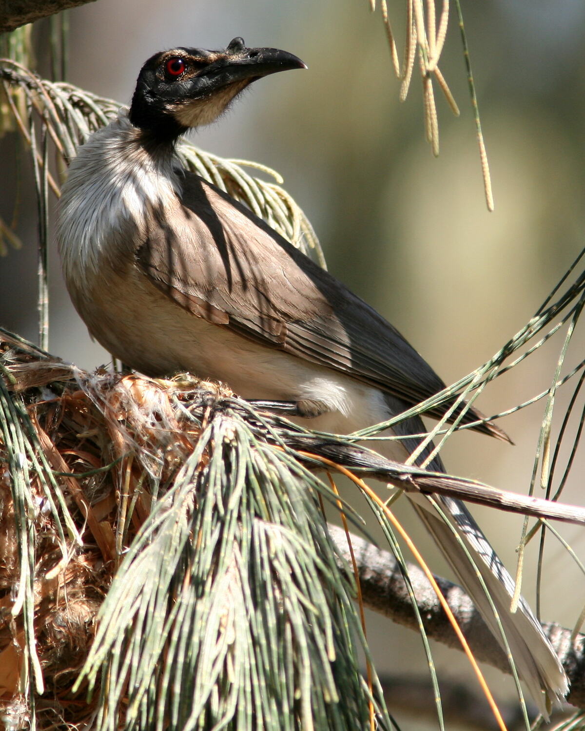 Philemon corniculatus, Noisy Friarbird