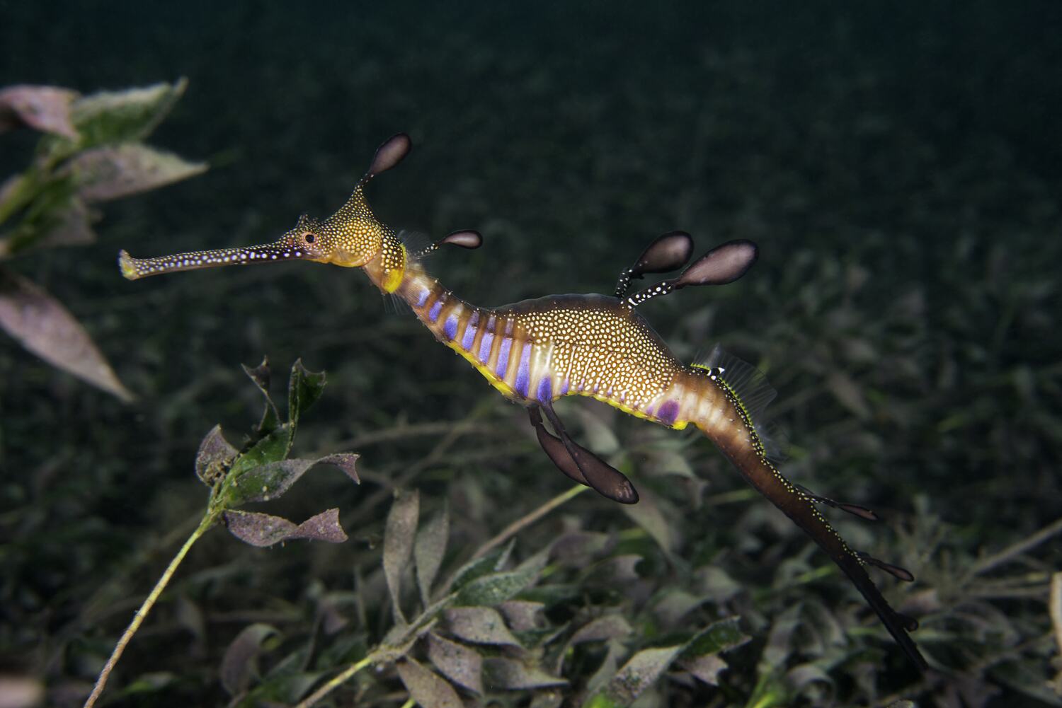 Phyllopteryx taeniolatus (Lacepède, 1804), Common Seadragon