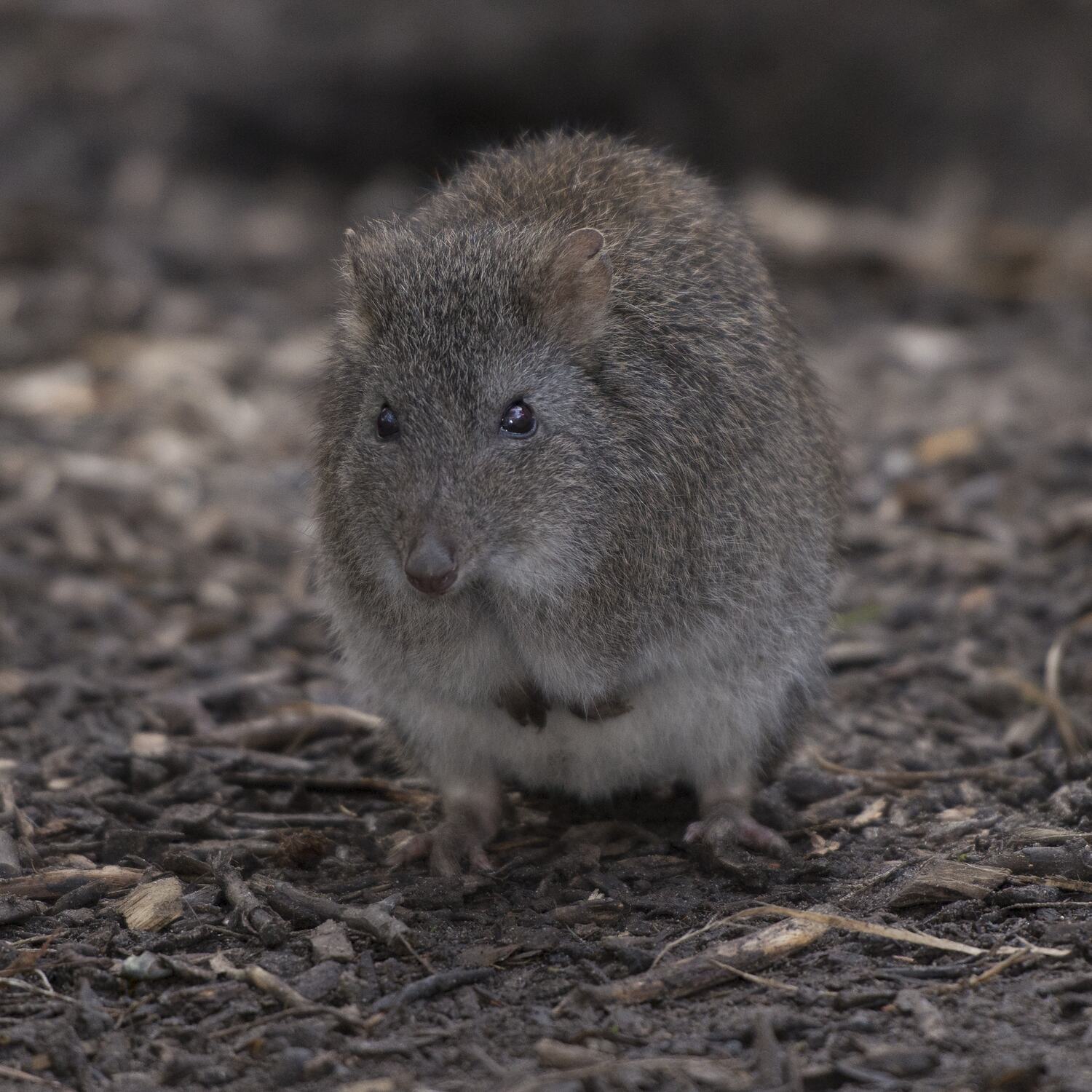 Potorous tridactylus, Long-nosed Potoroo