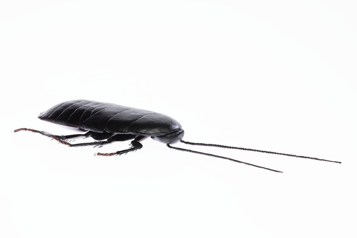 Cockroach Model - Blatta orientalis, Fowler, Lewis & Dickens, pre 1949