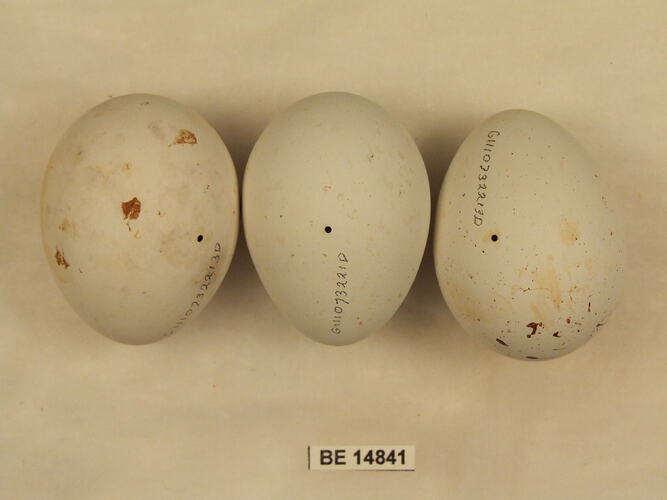 Accipiter fasciatus fasciatus