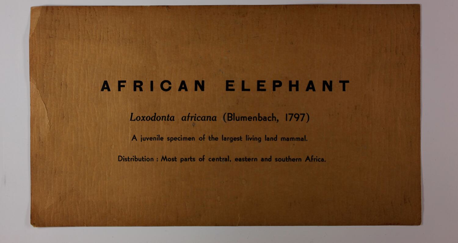 Exhibition Label - African Elephant, National Museum of Victoria, circa ...
