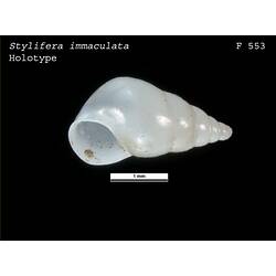 Stylifer immaculata Pritchard; Gatliff, 1900