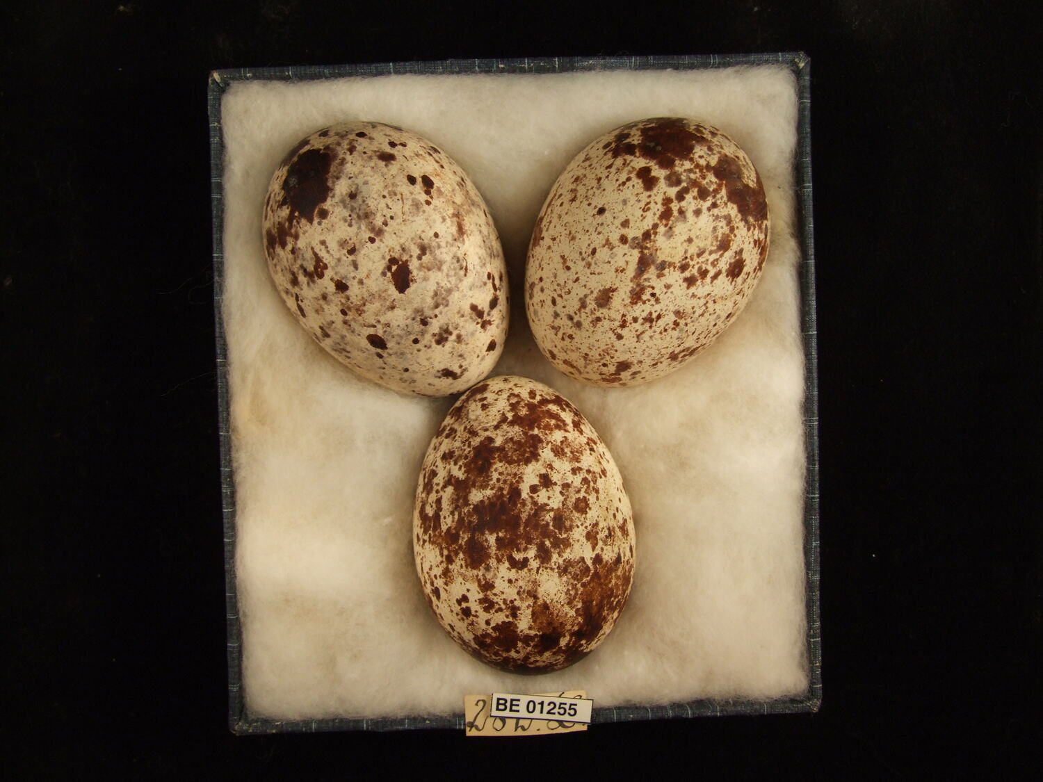 Pandion haliaetus cristatus