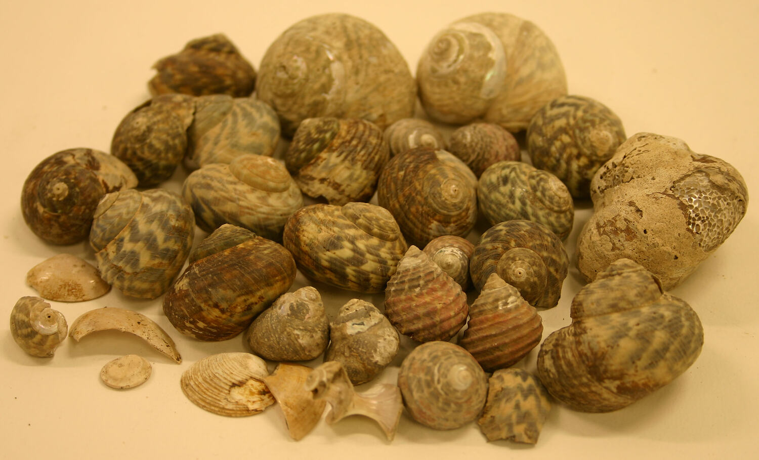 Shell - Shell (Fragment)