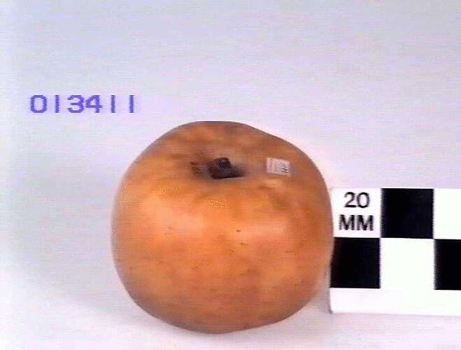 Apple Model - Broad Eyed Pippin, Burnley, 1879