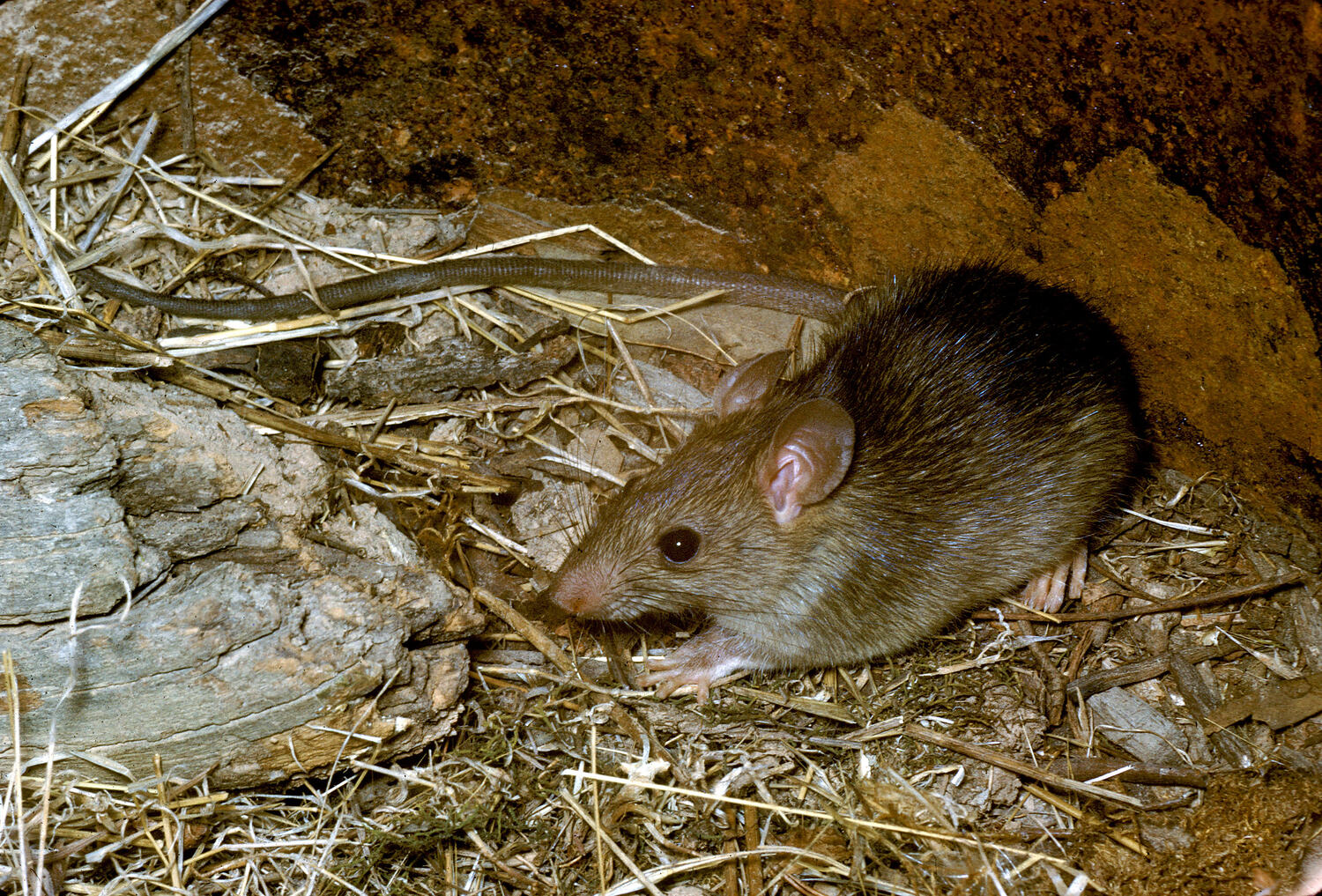 Rattus rattus (Linnaeus, 1758), Black Rat