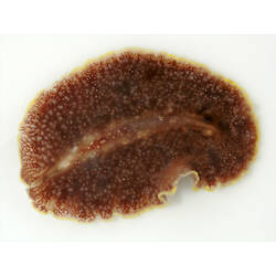 Cycloporus australis Prudhoe, 1982