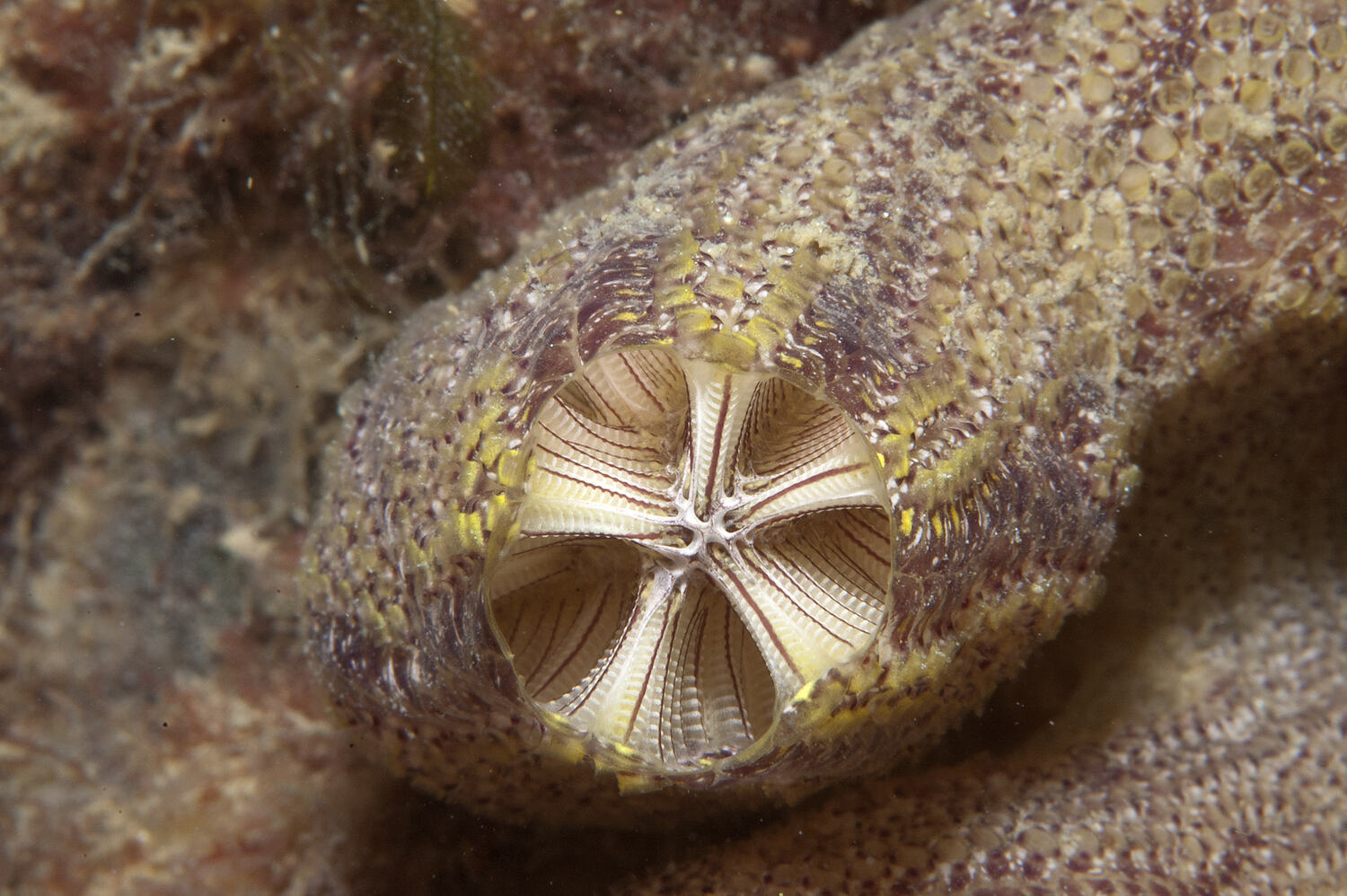 Botrylloides anceps (Herdman, 1891), Ascidian