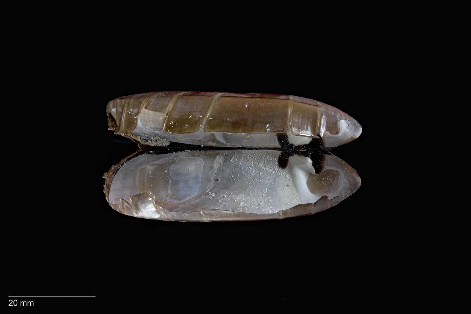 Solemya (Solemya) australis Lamarck, 1818