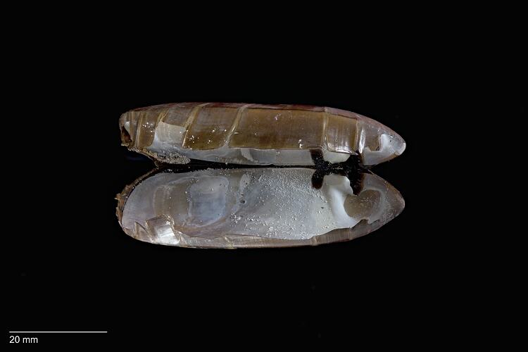 Solemya (Solemya) australis Lamarck, 1818