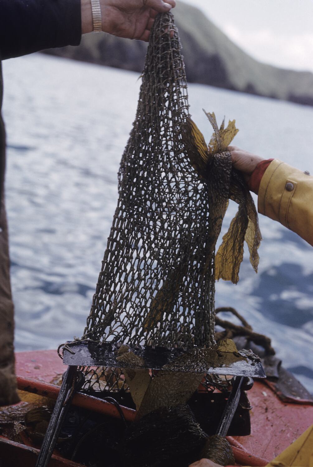Slide - Checking Dredge, Macquarie Island, Tasmania, Dec 1959