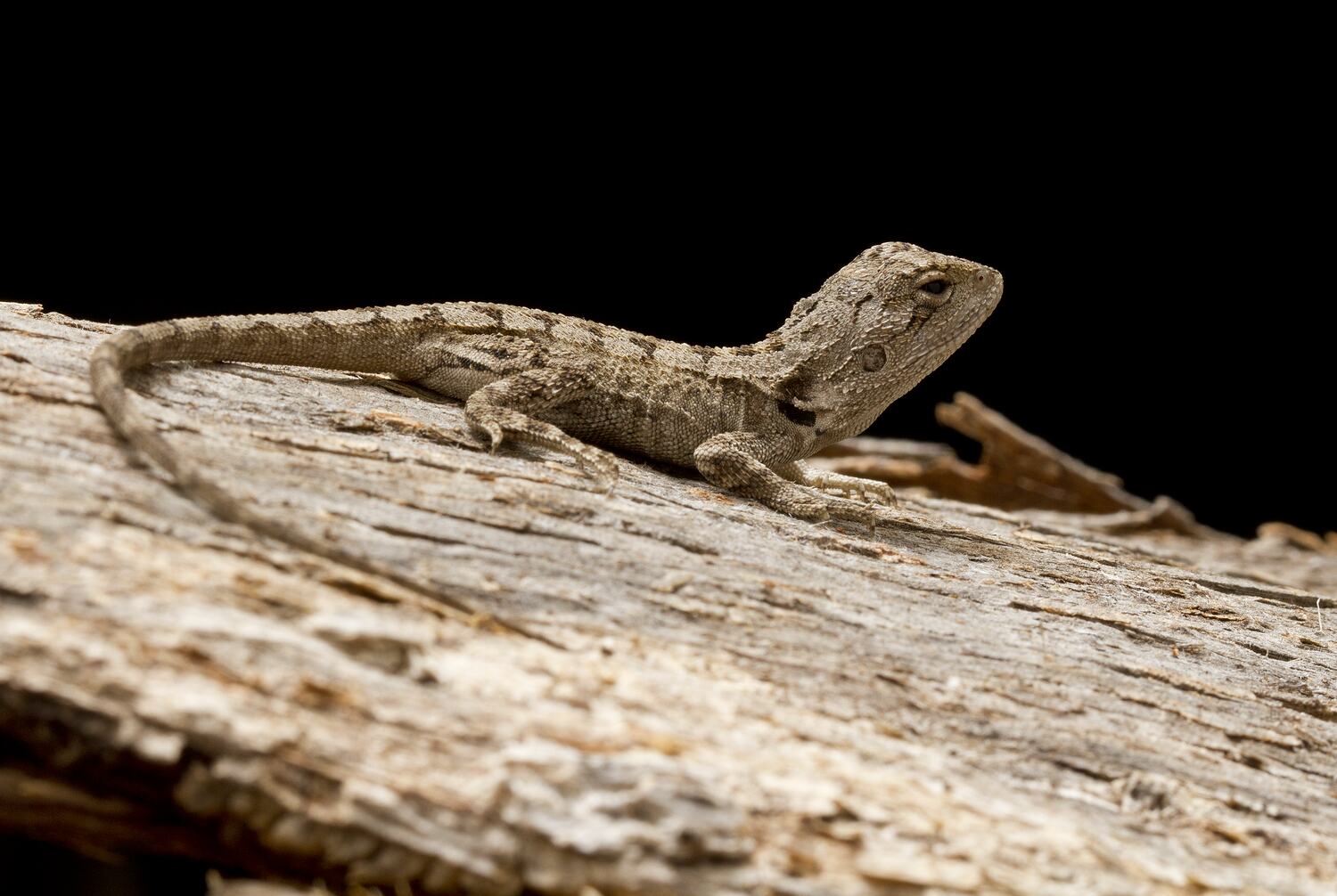 Amphibolurus muricatus (White, 1790), Jacky Lizard