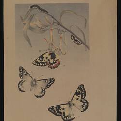 The Prodromus Collection