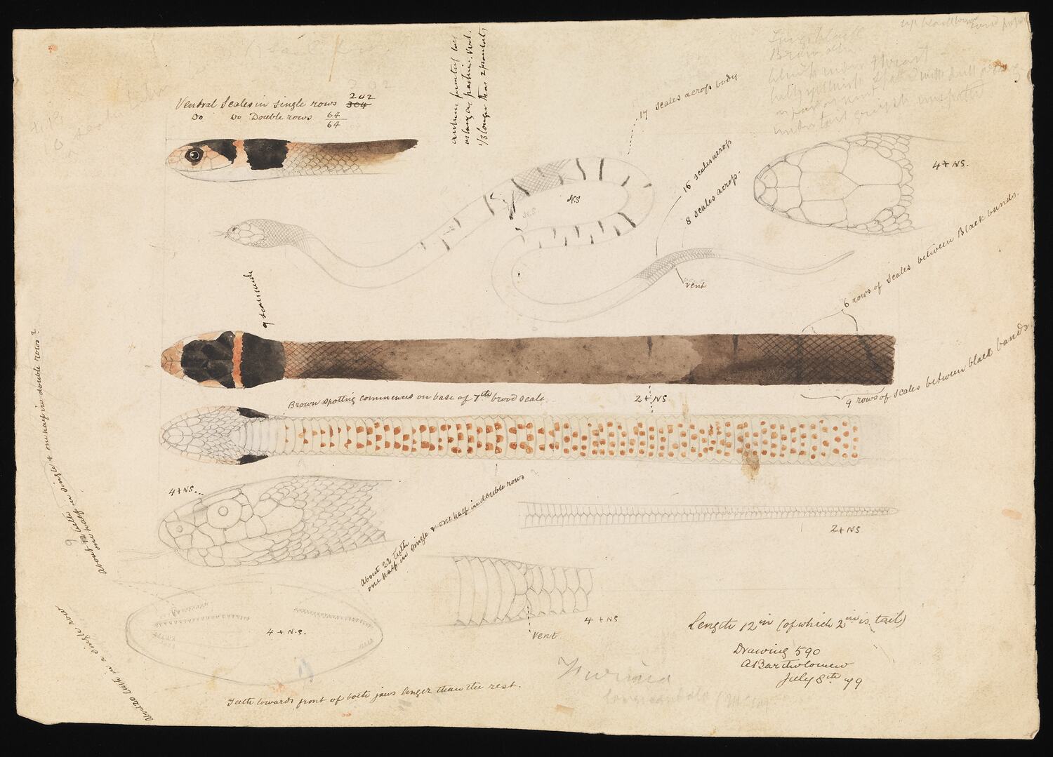 Pencil and watercolour illustration - Furina bicucullata, The Two ...