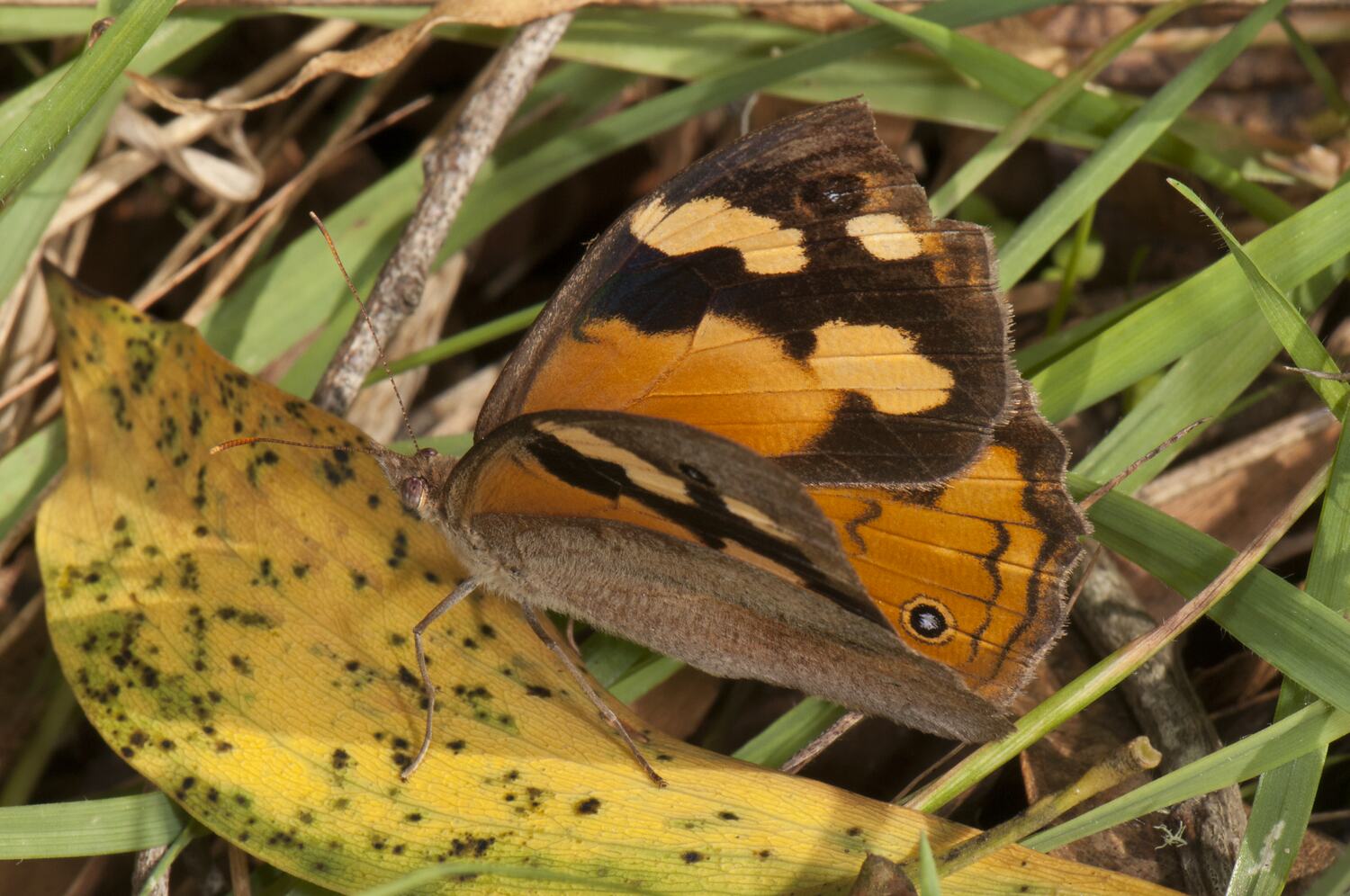 Heteronympha merope (Fabricius, 1775)