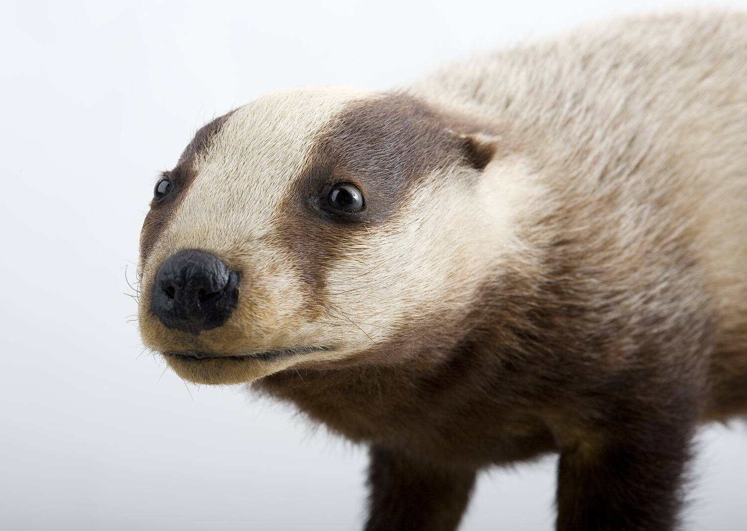 Our Wondrous Planet, Our Wild Family: Taxidermy Mount - European Badger ...
