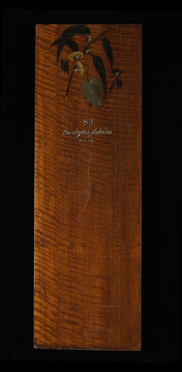 Timber Sample - Southern Blue Gum, Eucalyptus globulus, Victoria, 1885