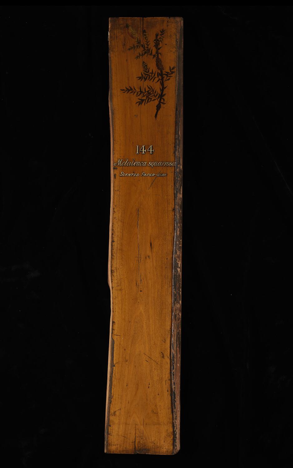 Timber Sample - Scented Paper Bark, Melaleuca squarrosa, Victoria, 1885