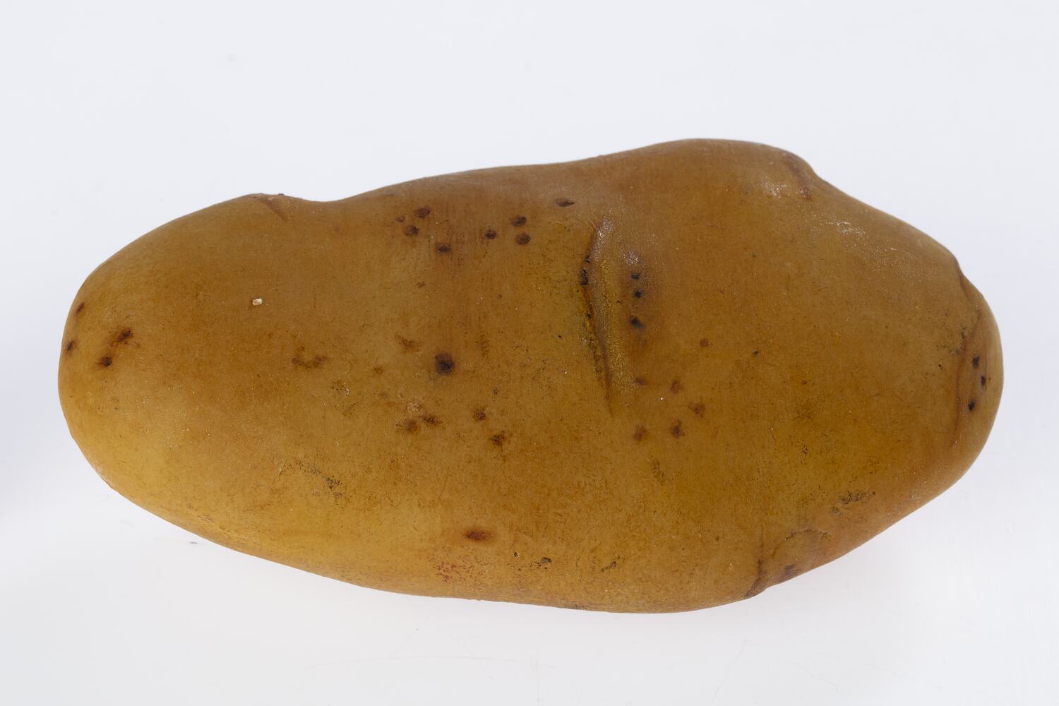 Potato Model - Kidney, 1950