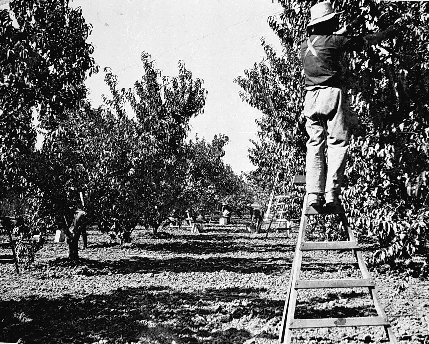 Negative - Merrigum, Victoria, circa 1925