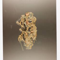 Exhibition Label - Chimpanzees, Museum of Victoria, circa 1985