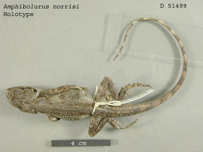 Amphibolurus norrisi Witten & Coventry, 1984