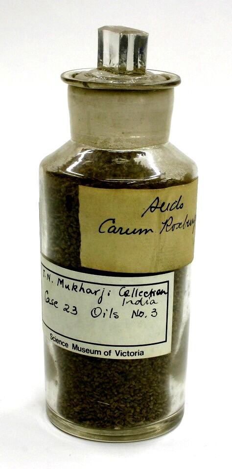 Seed Sample - Carum roxburghianum, India, 1880s