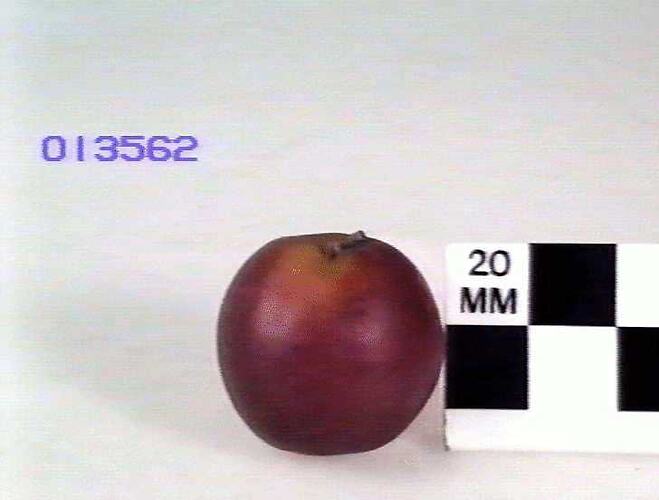 Apple Model - Red June, Burnley, 1879
