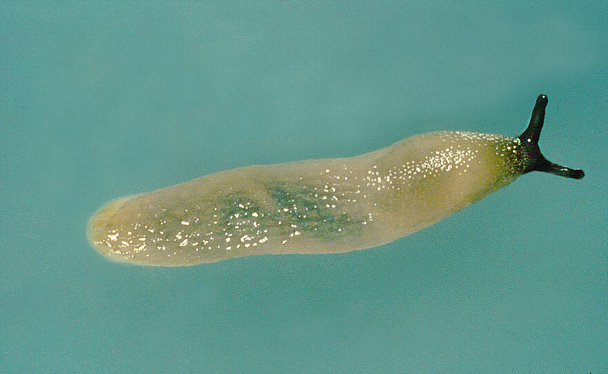 Arion intermedius Normand, 1852, Hedgehog Slug