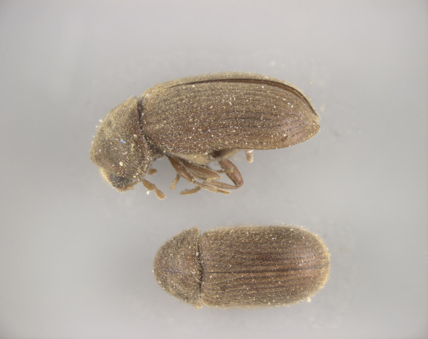 Stegobium paniceum (Linnaeus), Drugstore Beetle