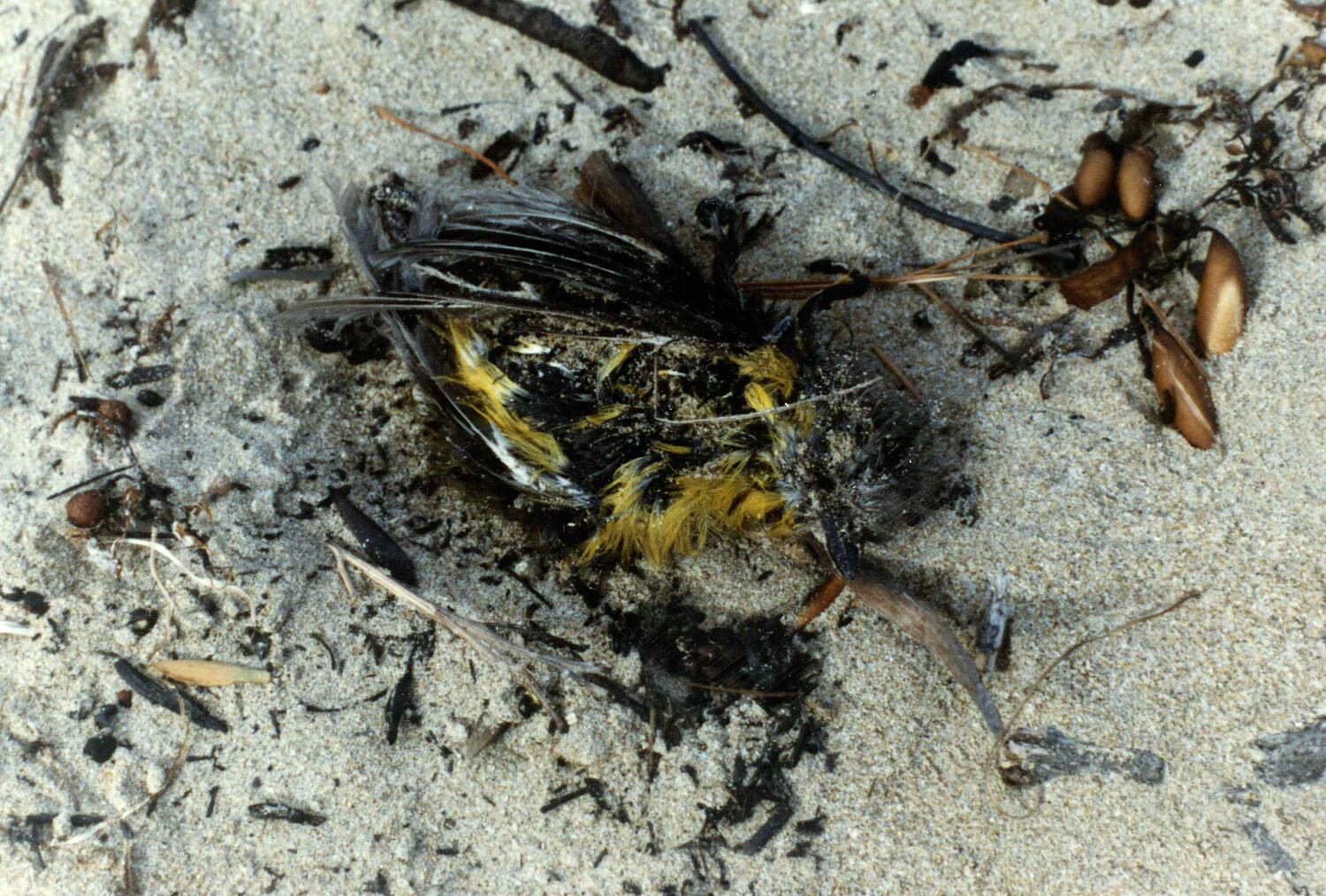 Digital Image - Yellow Robin, Bushfire Beach Survey, Lorne, Feb 1983