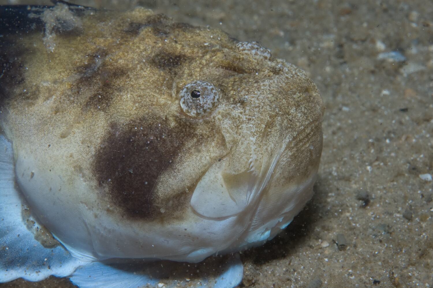 Kathetostoma laeve (Bloch & Schneider, 1801), Common Stargazer