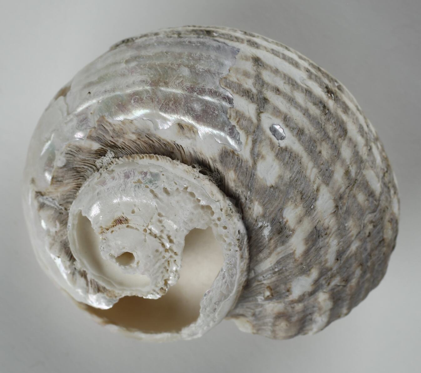Turban Shell