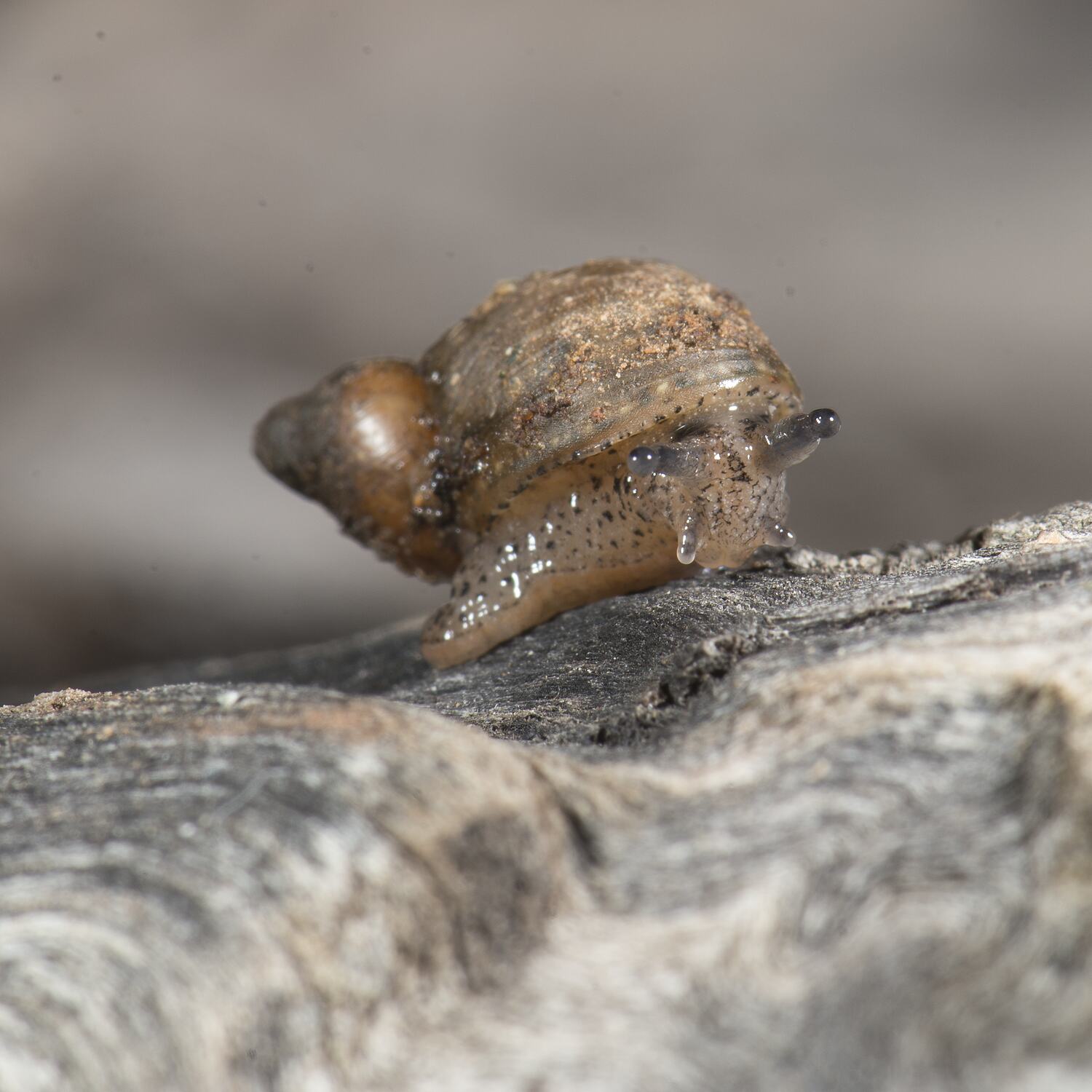Succinea (Succinea) australis (Férussac, 1821)