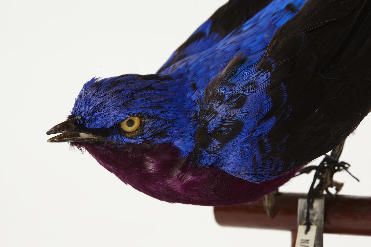 Taxidermy Mount - Purple-breasted Cotinga, Cotinga cotinga