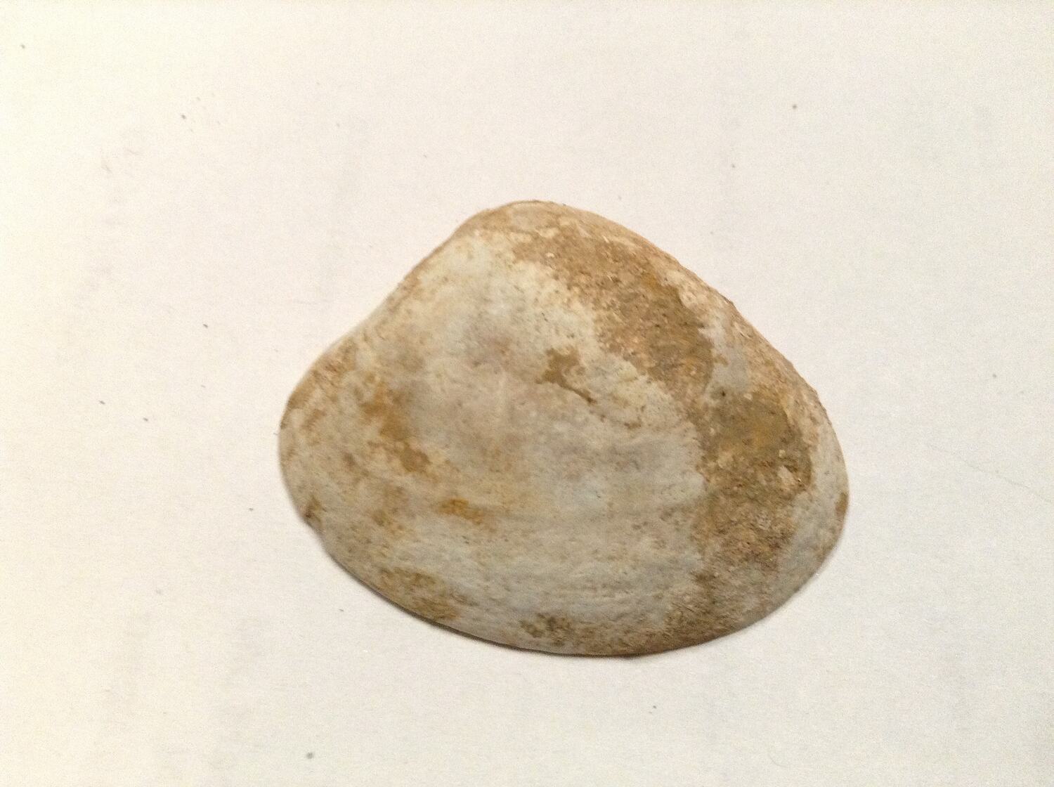 Shell - Bivalve, 1850-1900