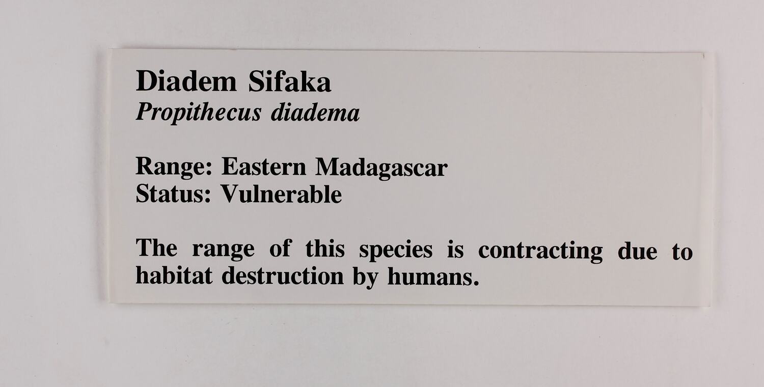 Exhibition Label - Diadem Sifaka, Museum of Victoria, Melbourne, 1992