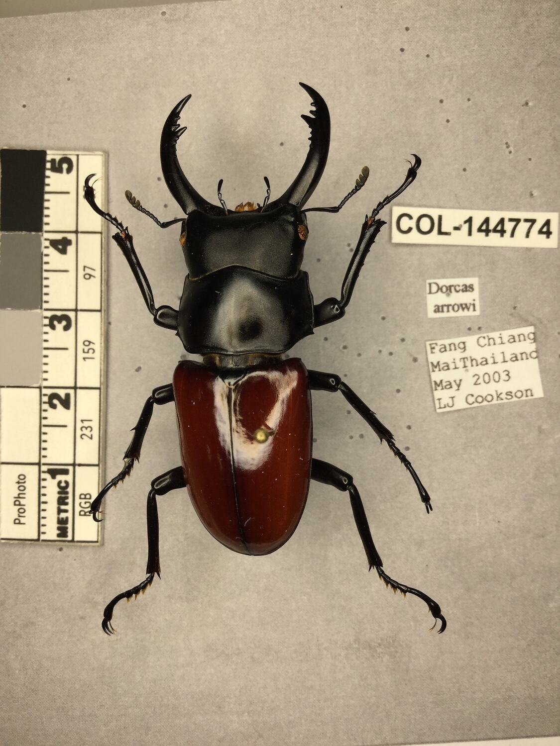 Dorcus arrowi (Boileau, 1911)