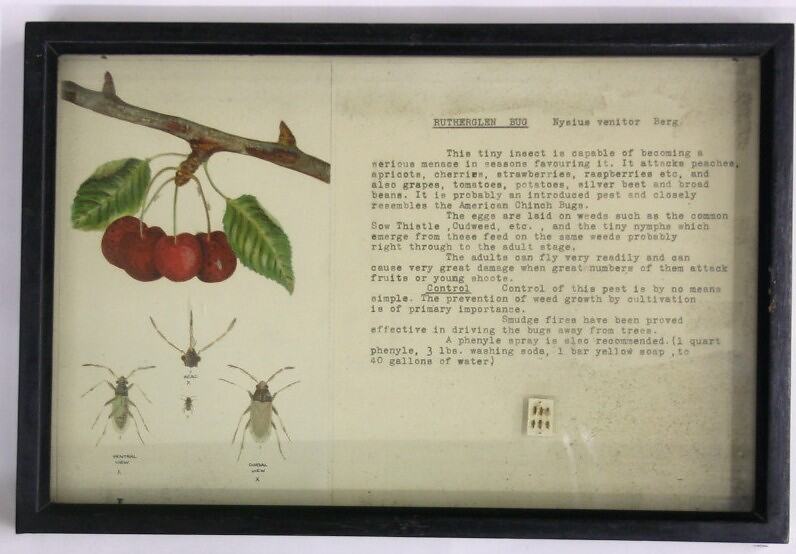 Display - Destructive Insect, Rutherglen Bug, Victoria, circa 1970