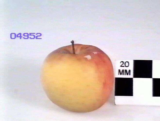Apple Model - Duchess D' Oldenbourge, 1904